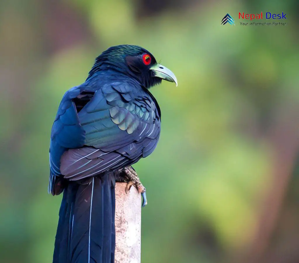 Asian Koel: Vocal Virtuosity and Avian Intrigue | Nepal Desk